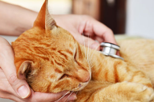 Le Coryza du chat : 5 choses à savoir